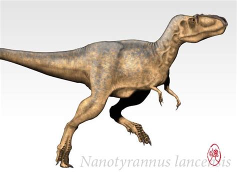 Nanotyrannus Facts And Pictures