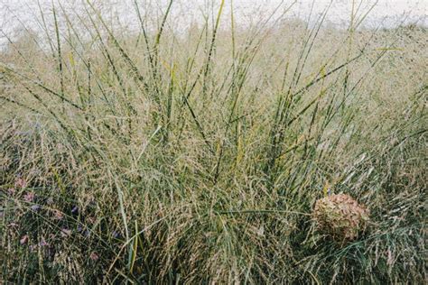 Panicum Virgatum Also Known As Switchgrass Tall Prairie Grass And Panic
