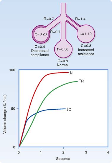 Ventilation V Perfusion Q And V Q Relationships Basicmedical Key