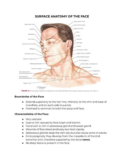 Surface Anatomy Of The Face Surface Anatomy Of The Face Boundaries Of