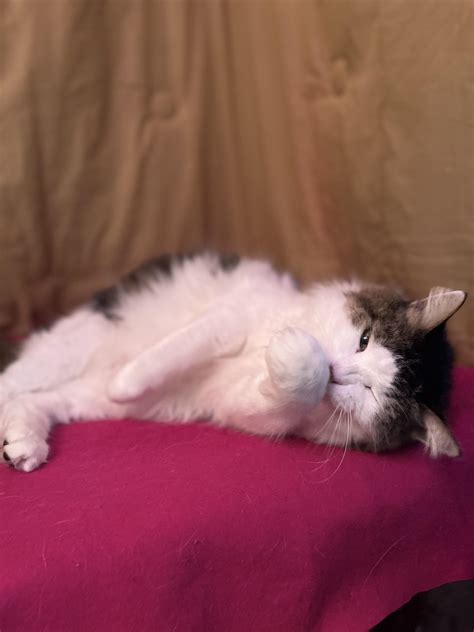 Heres Aiden Rcatpictures