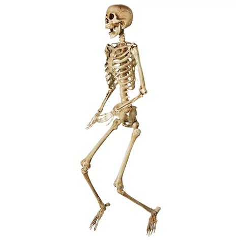 5 Ft Poseable Decayed Skeleton
