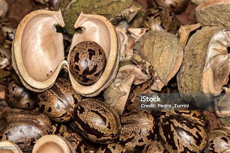 Bibit Pohon Karet Dan Kulit Kayu Di Tanah Hevea Brasiliensis Benih Foto