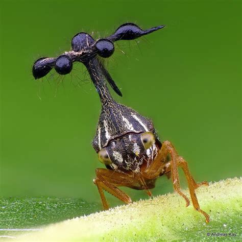 Ball Bearing Treehopper Bocydium Globulare Membracidae Weird Insects Animals Bugs Macro