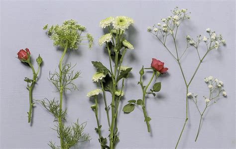 Basics Of Floral Design Understanding Different Types Of Flowers Petal Republic