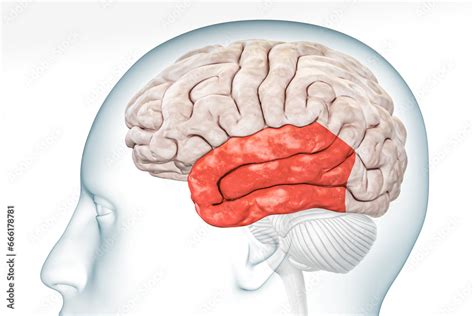 Cerebral Cortex Temporal Lobe In Red Color Profile View With Body Isolated On White Background