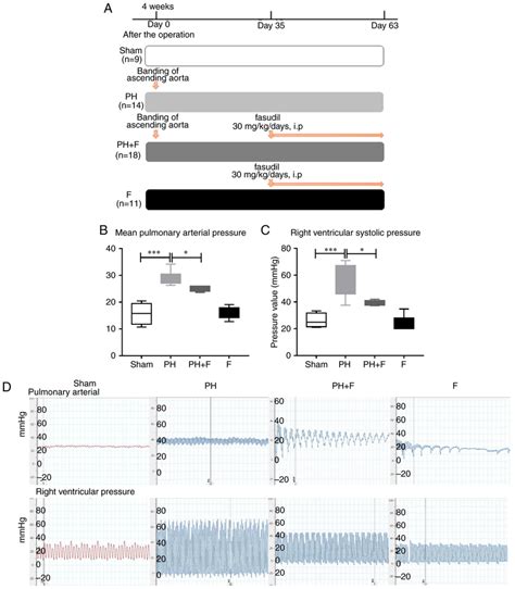 Experimental Protocol And Hemodynamic Measurement Of The Mean Pap And Download Scientific
