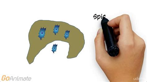 Skeletal System Intramembranous Ossification Youtube