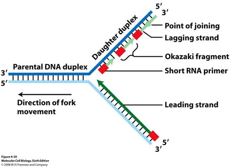 Diagram The Replication Fork Include A The Leading Strand B The Lagging Strand C Prime