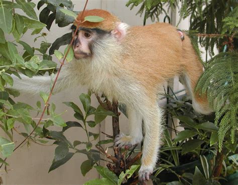 Monkey Matters Monkeys