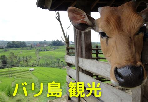 バリ島北部 絶景と田舎の雰囲気がおススメ ～バリ島北部アメッド～ バリタビッ！！