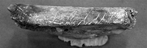 Bone Fragment With Cut Marks Download Scientific Diagram