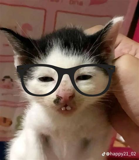 Nerd Cat With Glasses