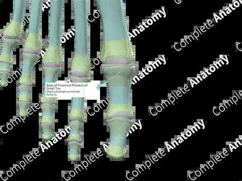 Base Of Proximal Phalanx Of Great Toe Complete Anatomy