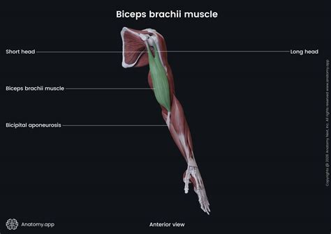 Biceps Muscles Diagram
