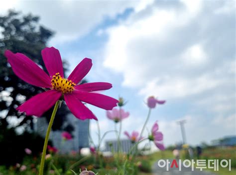 [포토]가을을 알리는 코스모스