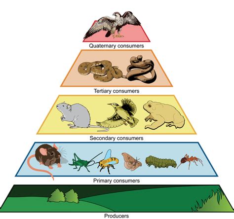 Deciduous Forest Primary Consumers