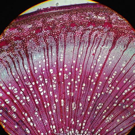 Understanding A Plants Vascular System General Hydroponics Understanding A Plants Vascular System General Hydroponics
