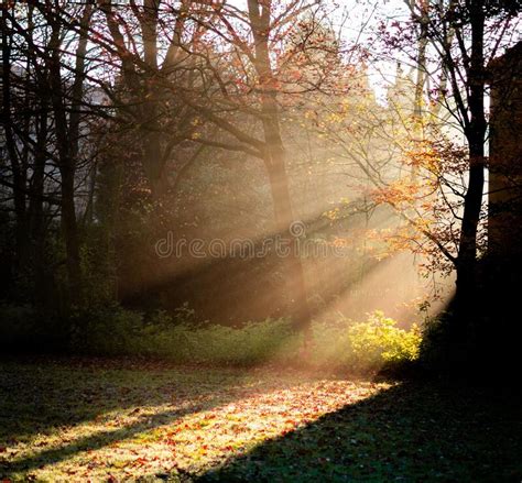 Scenic View Of Sun Rays Passing Through The Gaps Between The Trees