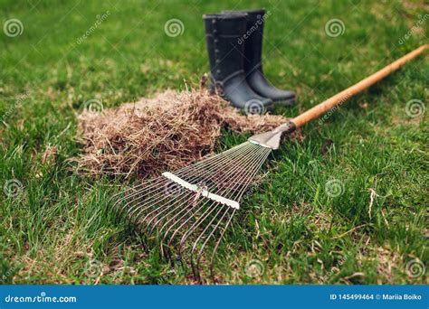 Cleaning Lawn From Dry Grass With A Rake In Spring Garden Heap Of