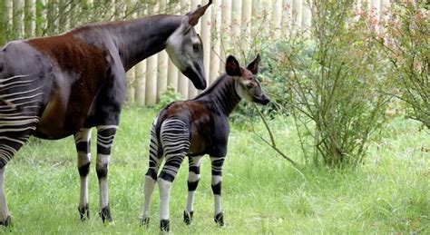 Birth Of Rare Okapi At Zoo Is Inspiring Hope For One Of The Least