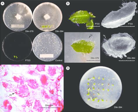 Comparative Asymbiotic And Symbiotic Ghost Orchid Seed Germination A