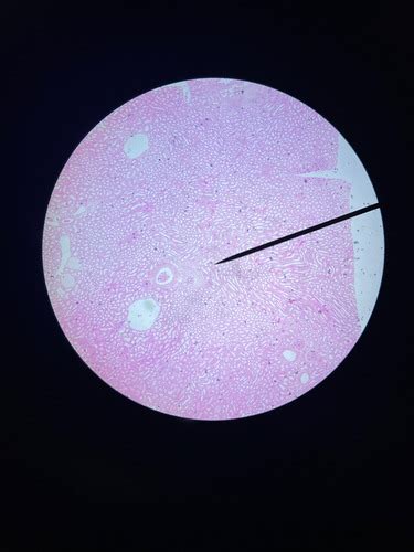 Histology Lab Exam Flashcards Quizlet