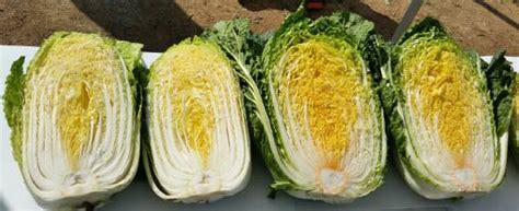 이마트 김장할인 행사 돌입배추 시중가 50 수준