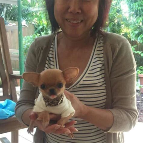 Coco Chihuahua Rollypups Official