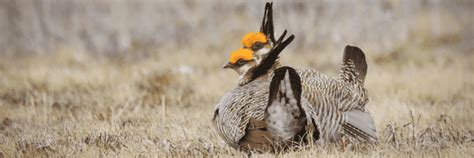 About The Bird Working Lands For Wildlife