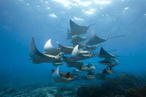 Pascal Kobeh Szeroki Kadr