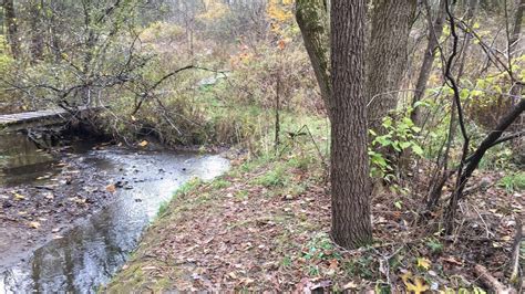 Centennial In March Centennial Woods Phenology Blog University Of