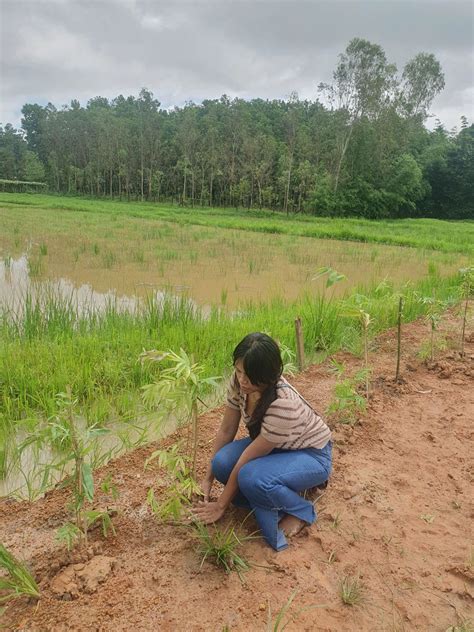 Plants International Phyo Pyae Pyae Min