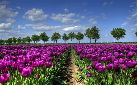 Purple Tulips Wallpapers [32 Free Background Images] Wallpapergap