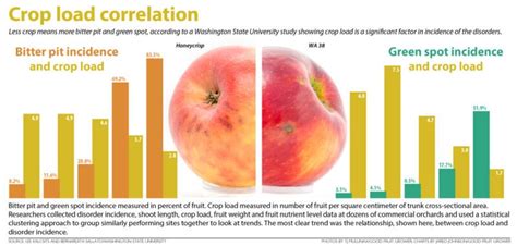Crop Load Comes First When Managing Common Apple Storage Disorders Good Fruit Grower