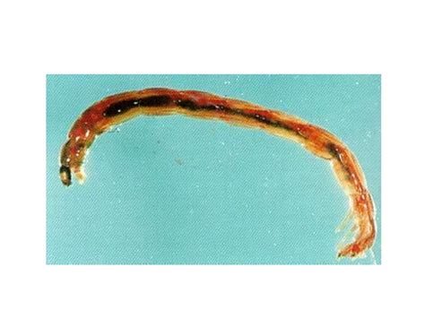 Aquatic Macroinvertebrates Ppt Download