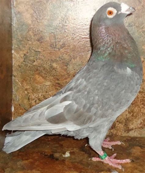 1000+ images about pigeon images on Pinterest | Auction, Belgium and ...