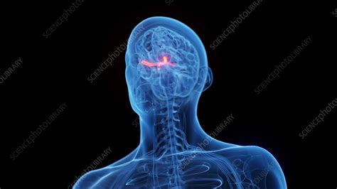 Animation Of A Mans Optic Nerves Stock Video Clip K0122067