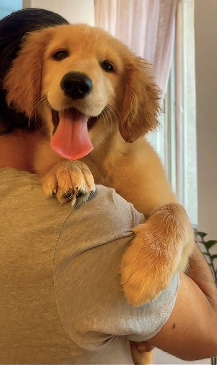 سگ بغل کردن سگ Dog Shorts Viralvideo Filmmaking Youtube