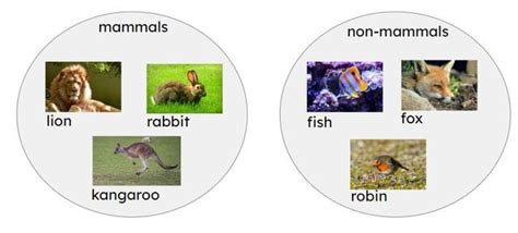 Classification Keys Ks2 Y4 Science Lesson Resources Oak National
