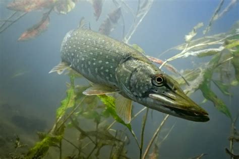 Pike Vs Muskie Tastylicious