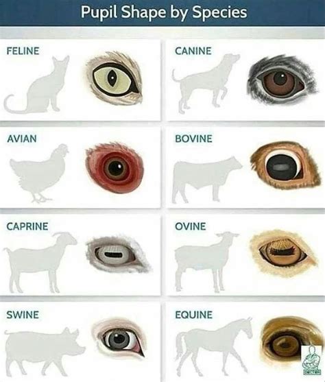 🔴pupil Shapes Alex Joseph