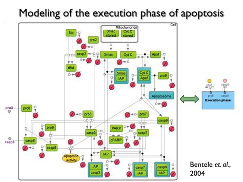 Ppt Building Virtual Cell Using Biouml Platform Powerpoint Presentation Id3607258