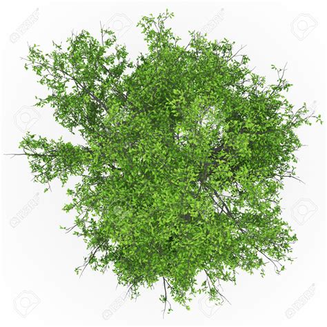 Landscape Architecture Graphics Landscape Elements Landscape Drawings Tree Render Poplar