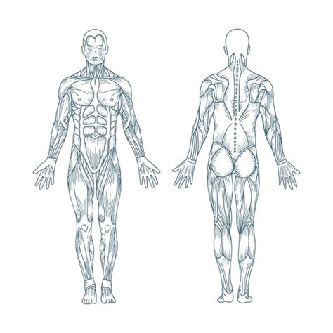 8 Hundred Anterior Posterior Leg Muscles Royalty Free Images Stock