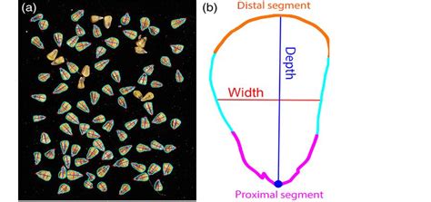 Technical Advance A Robust High Throughput Method For Computing Maize