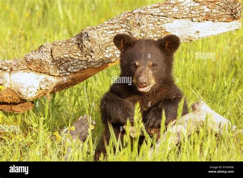 Baby Black Bear Hi Res Stock Photography And Images Alamy