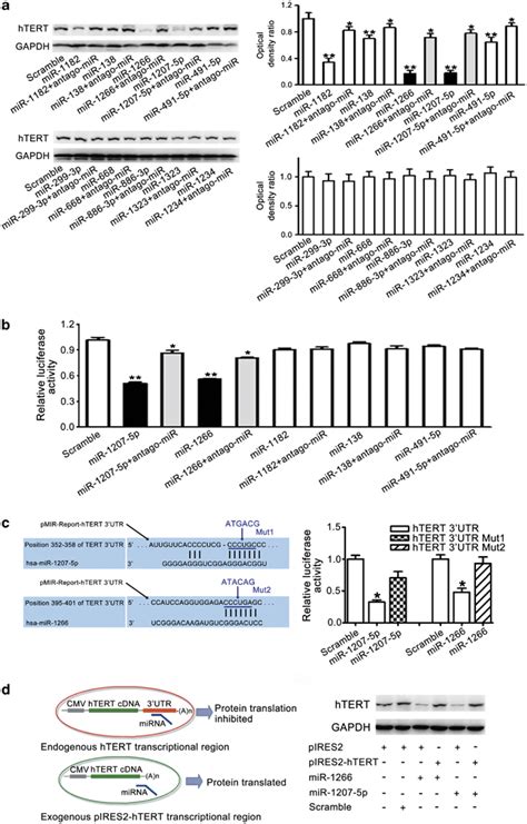 Searching For MiRNAs That Directly Regulate HTERT Expression A The
