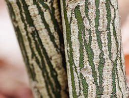 Tree Bark Offers Color Texture And Pattern Garden Design