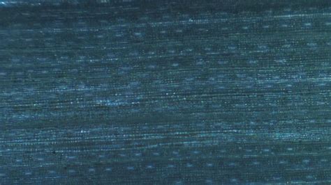 Wheat 100 Update 13022022 Object Detection Dataset By Stomata Project